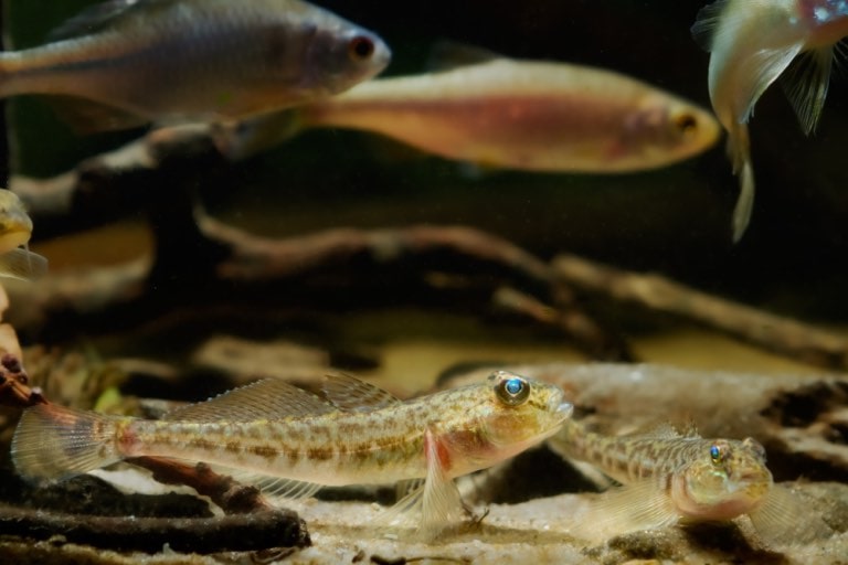 Why Nano Tank Fish Are Perfect for Small Spaces and Apartments? - Impraise